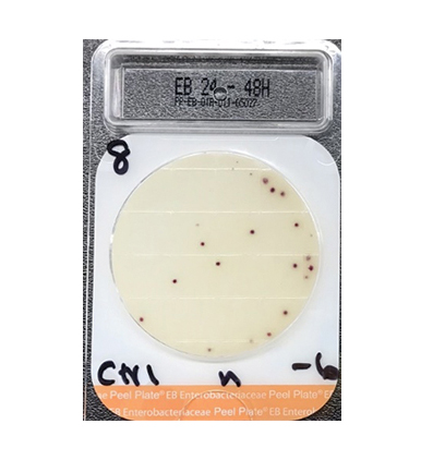 Challenges When Testing for Enterobacteriaceae